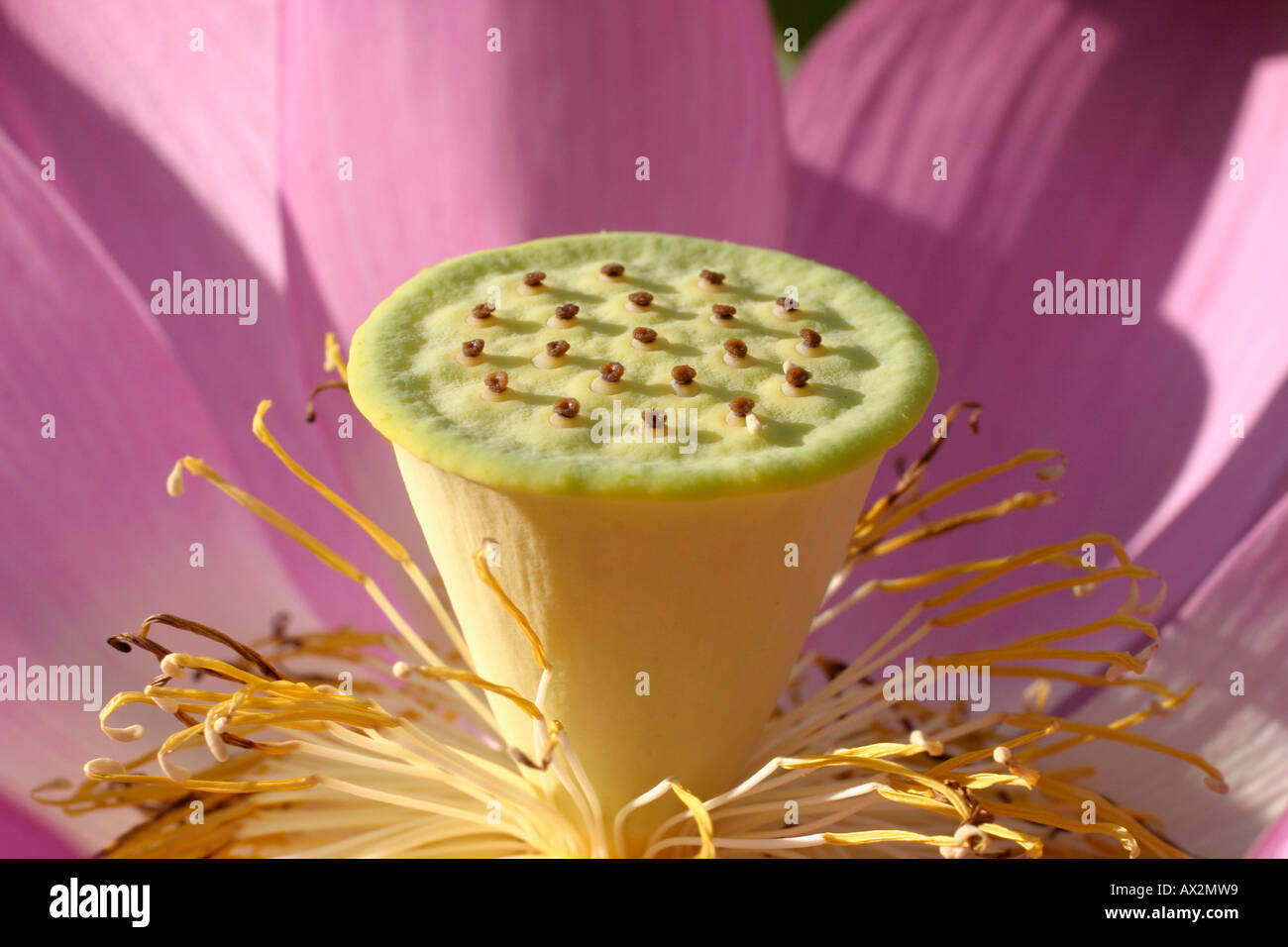 Conical root hi-res stock photography and images - Alamy