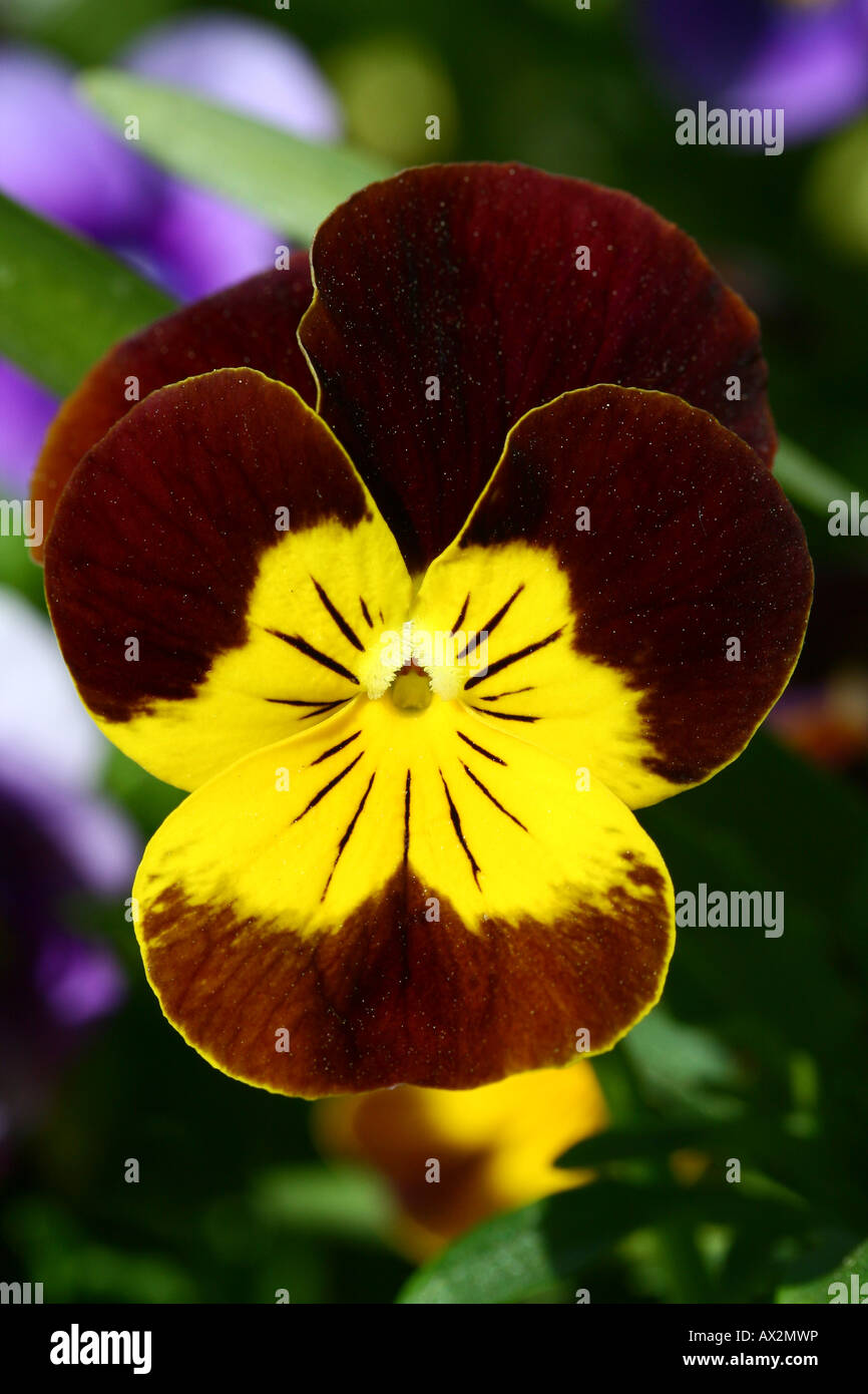 Red yellow violas tricolor heartsease hi-res stock photography and ...