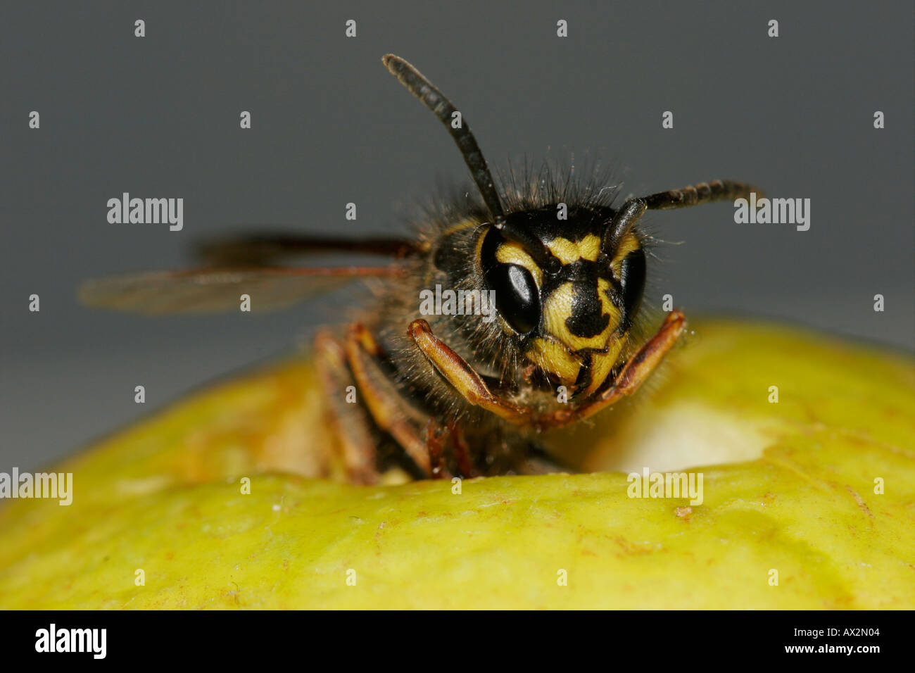 Common wasp dying hi-res stock photography and images - Alamy