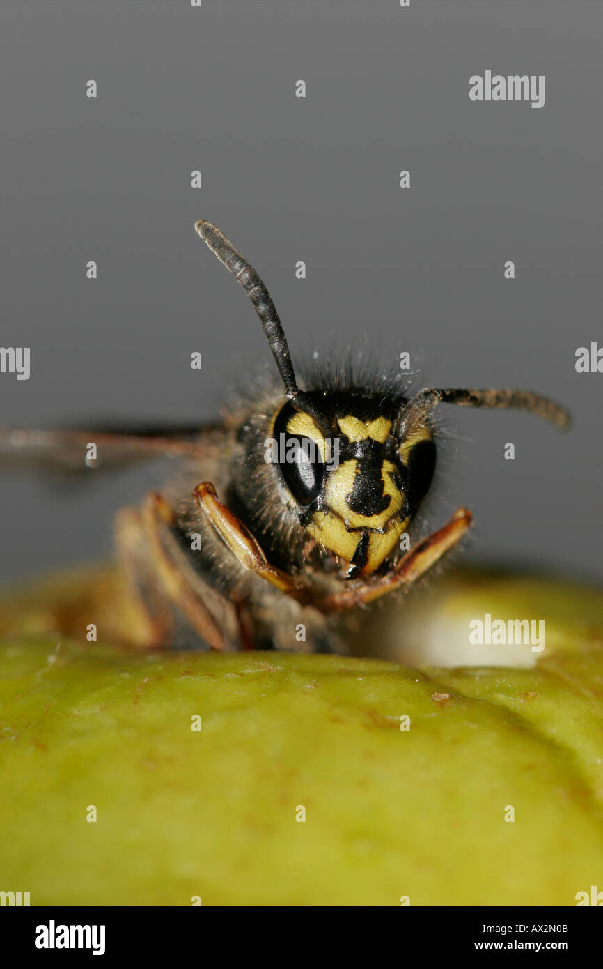 Dead/Dying Common Wasp Vespula vulgaris on Apple Stock Photo - Alamy