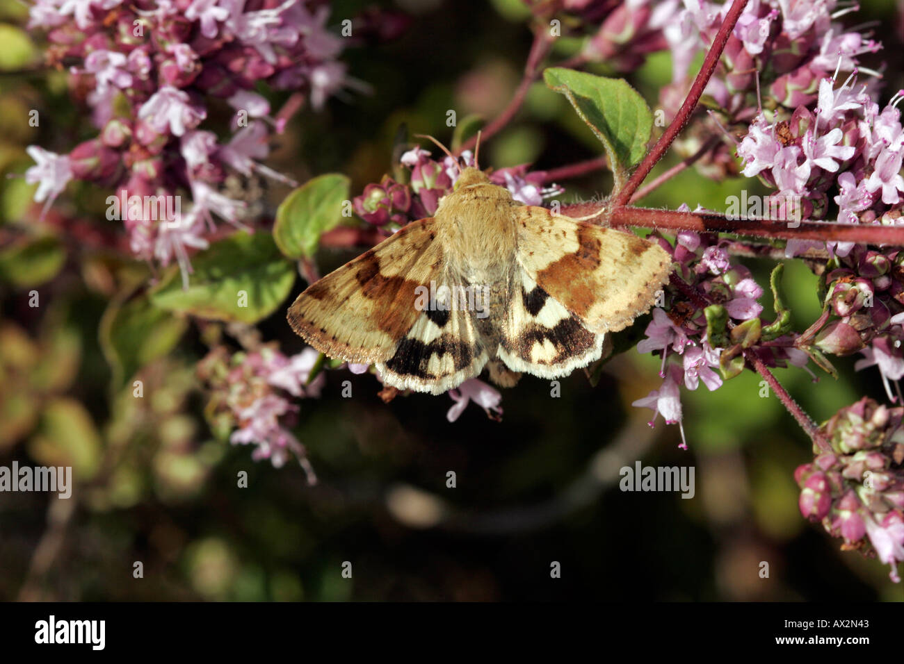 Heliothis moth hi-res stock photography and images - Alamy