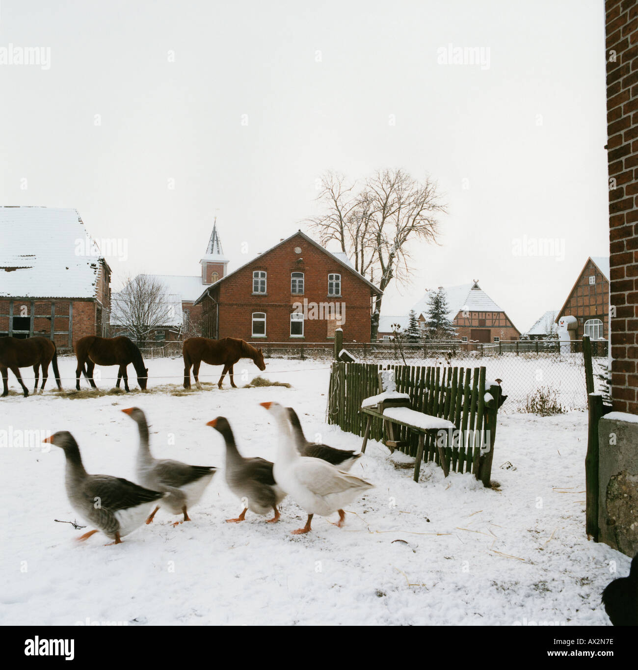 A barnyard scene Stock Photo - Alamy