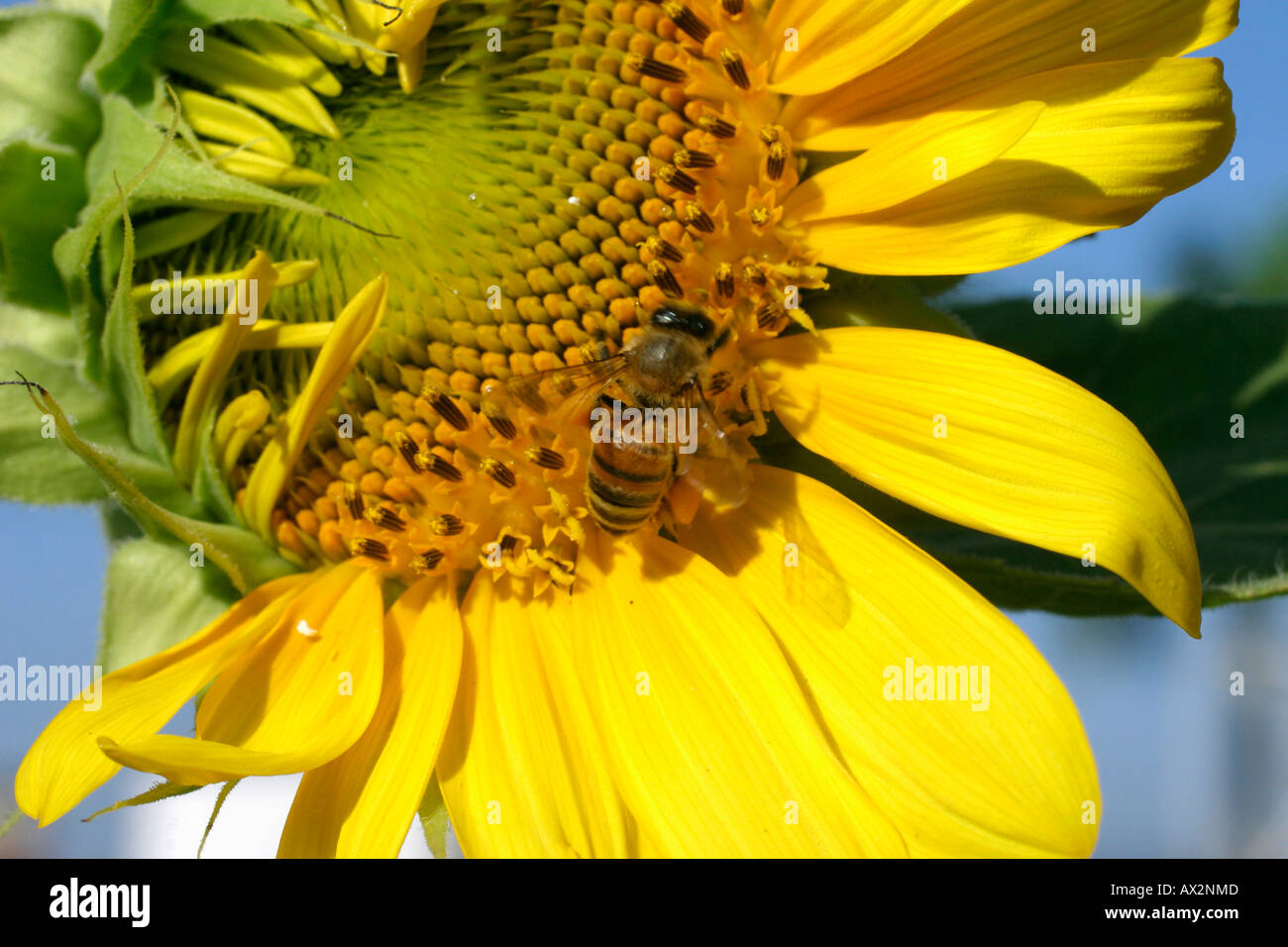 Insert and sunflower hi-res stock photography and images - Alamy