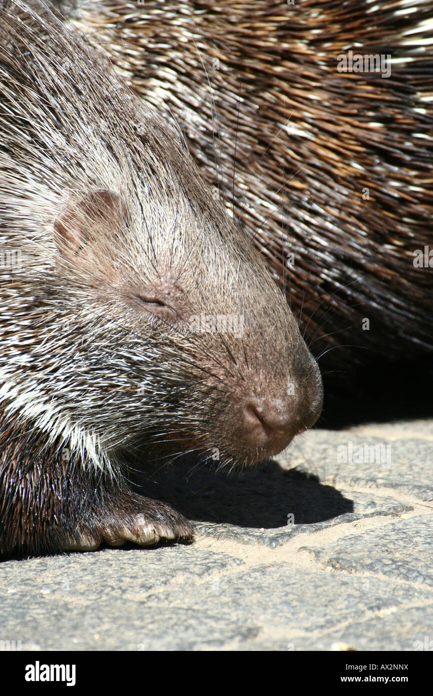 Indian crested porcupine - Hystrix leucura Stock Photo - Alamy