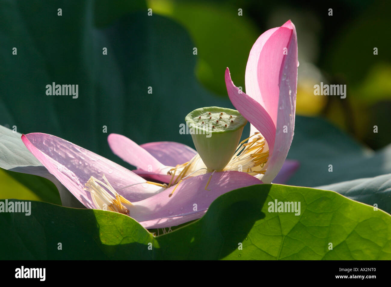 Pink lotus & root Stock Photo - Alamy