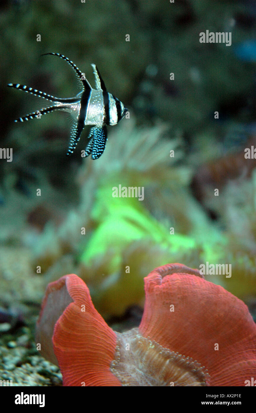 Black and white angel fish hi-res stock photography and images - Alamy