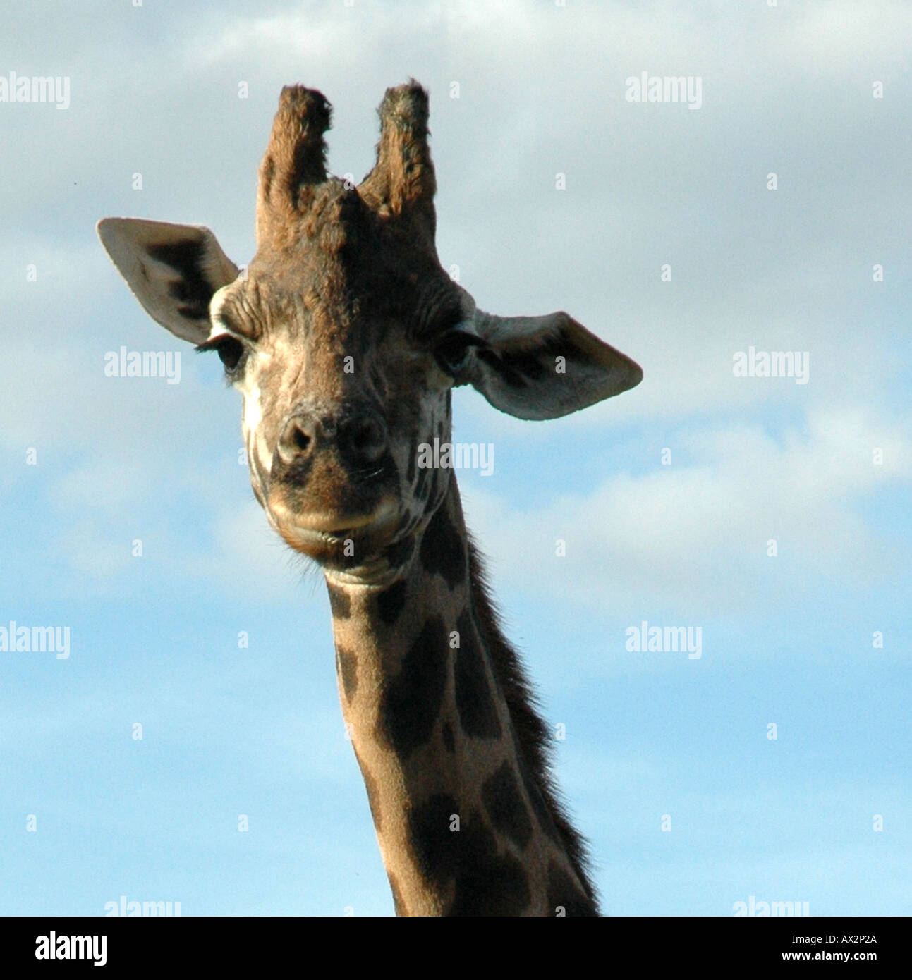 Giraffe features hi-res stock photography and images - Alamy