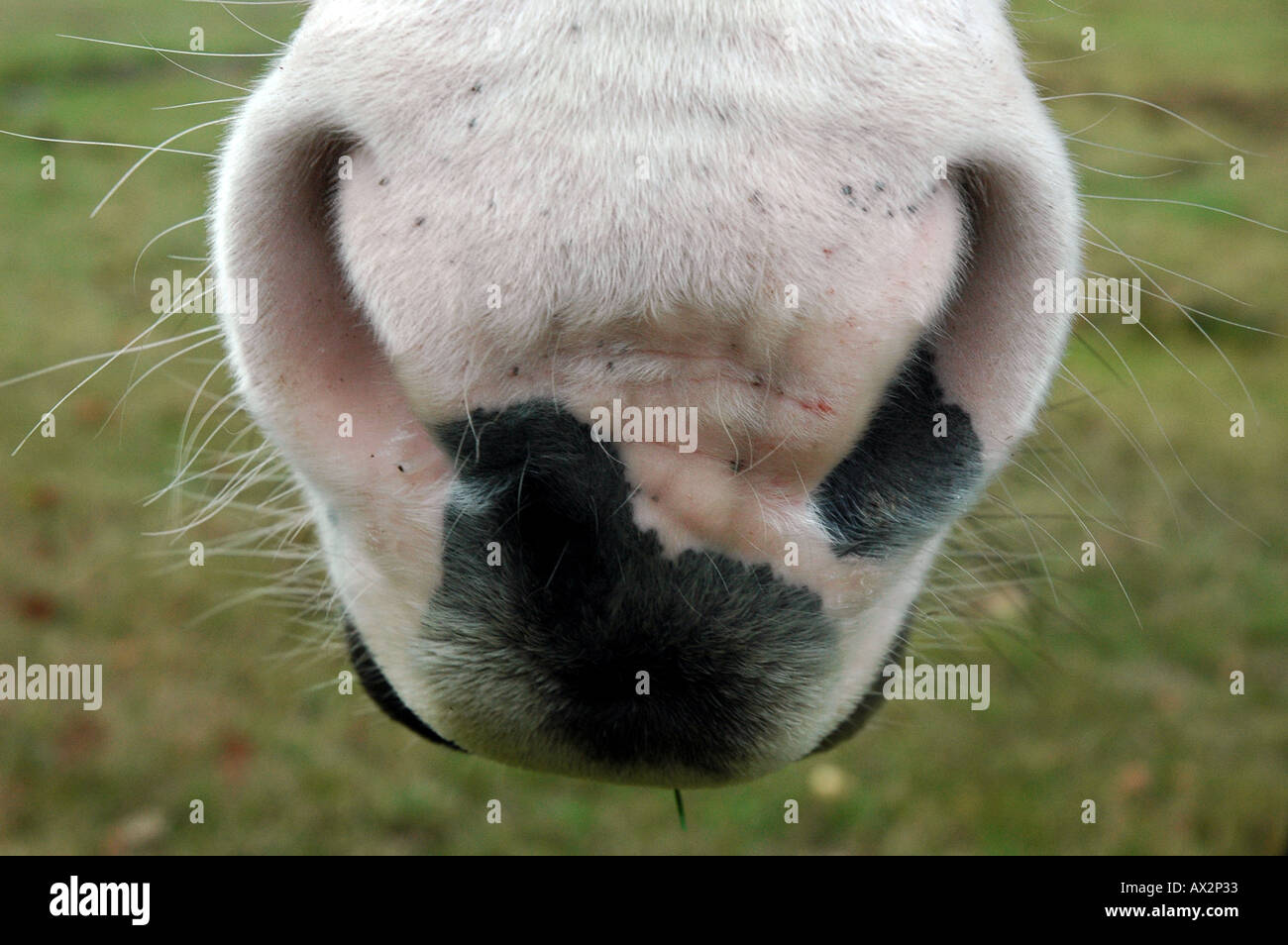 Nostrils flare hi-res stock photography and images - Alamy