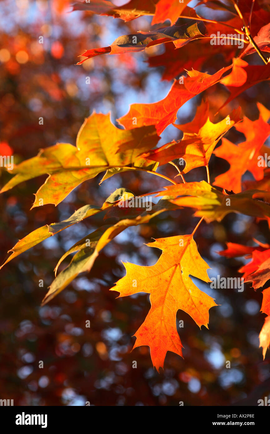 Fall oak leaves Stock Photo - Alamy