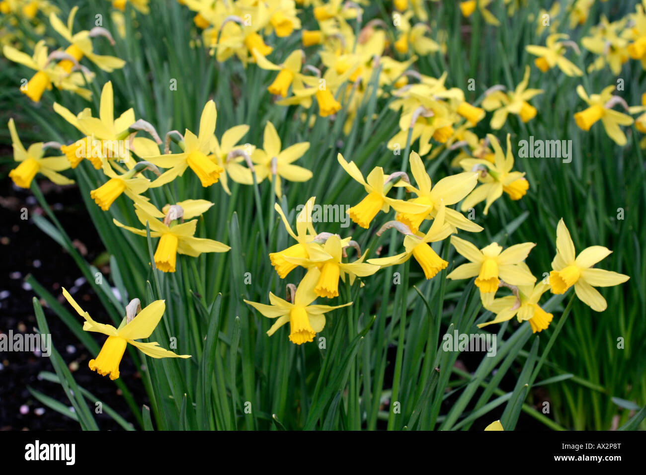 NARCISSUS MARCH SUNSHINE Stock Photo - Alamy
