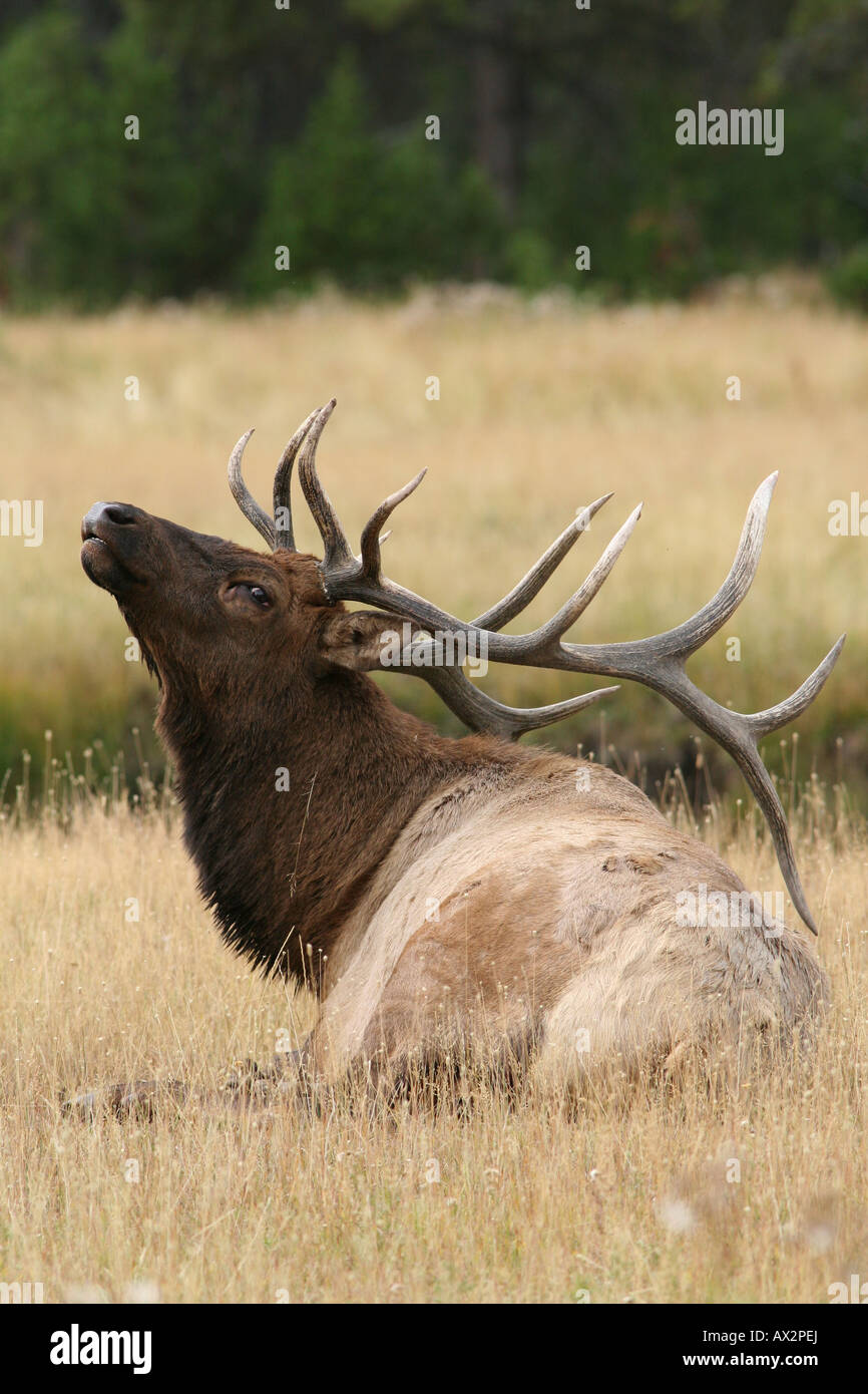 stag elk scratching his back with antlers Stock Photo - Alamy