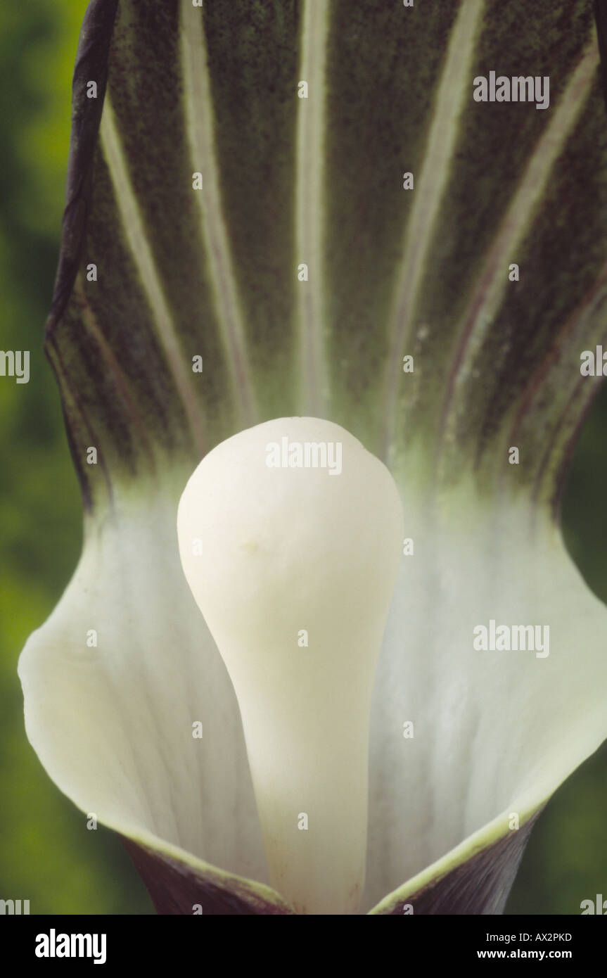 Arisaema sikokianum. Close up of purple green and white hooded flower ...