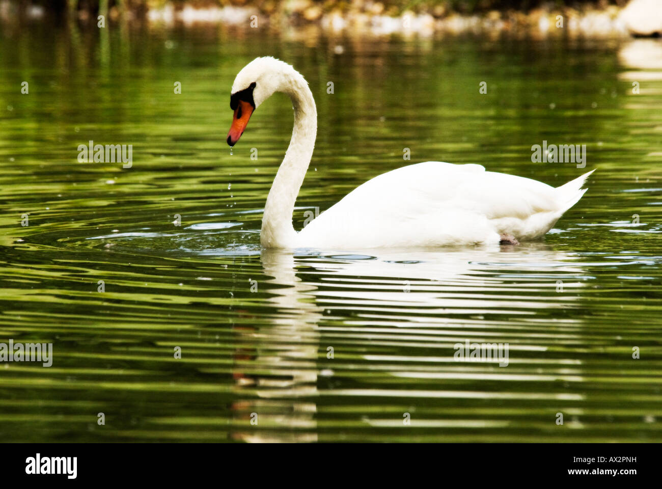 Thirsty swan hi-res stock photography and images - Alamy
