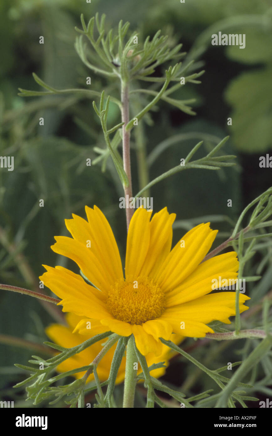 Cladanthus arabicus 'Golden Crown' (Palm Springs daisy)Close up of ...