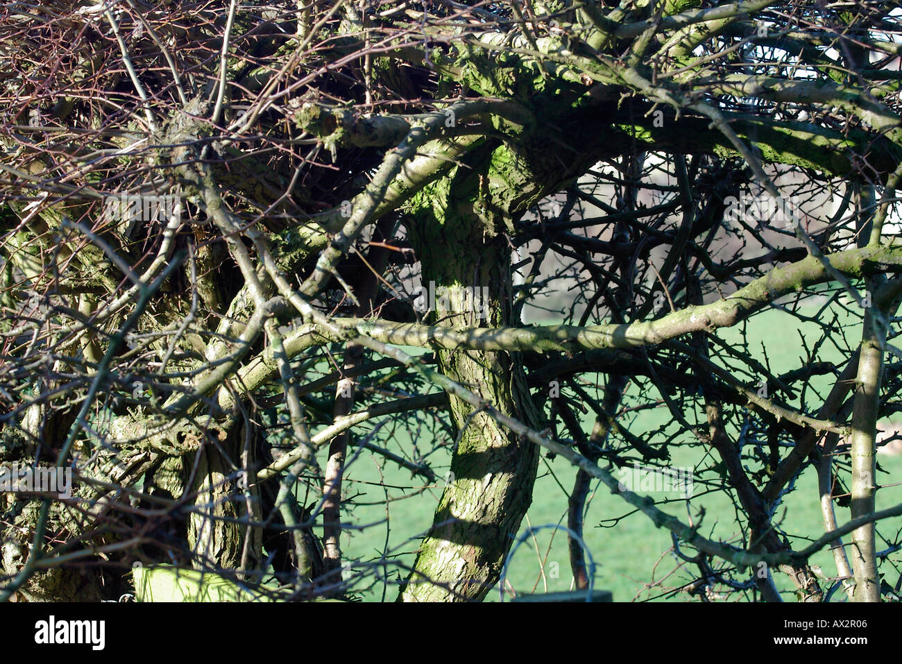 Tangle of brambles hi-res stock photography and images - Alamy