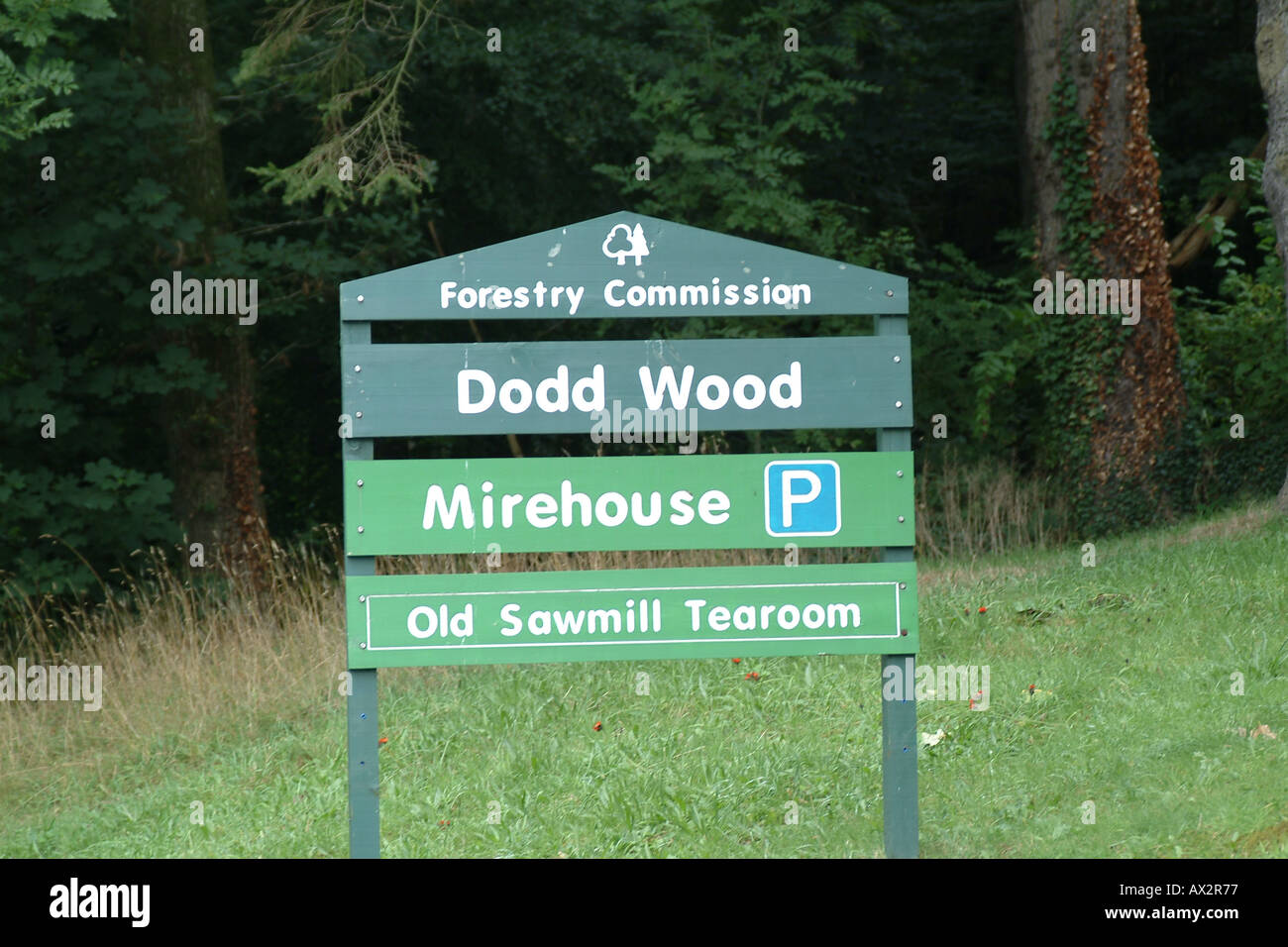 Forestry Commission Dodd Wood Cumbria lake district Stock Photo - Alamy
