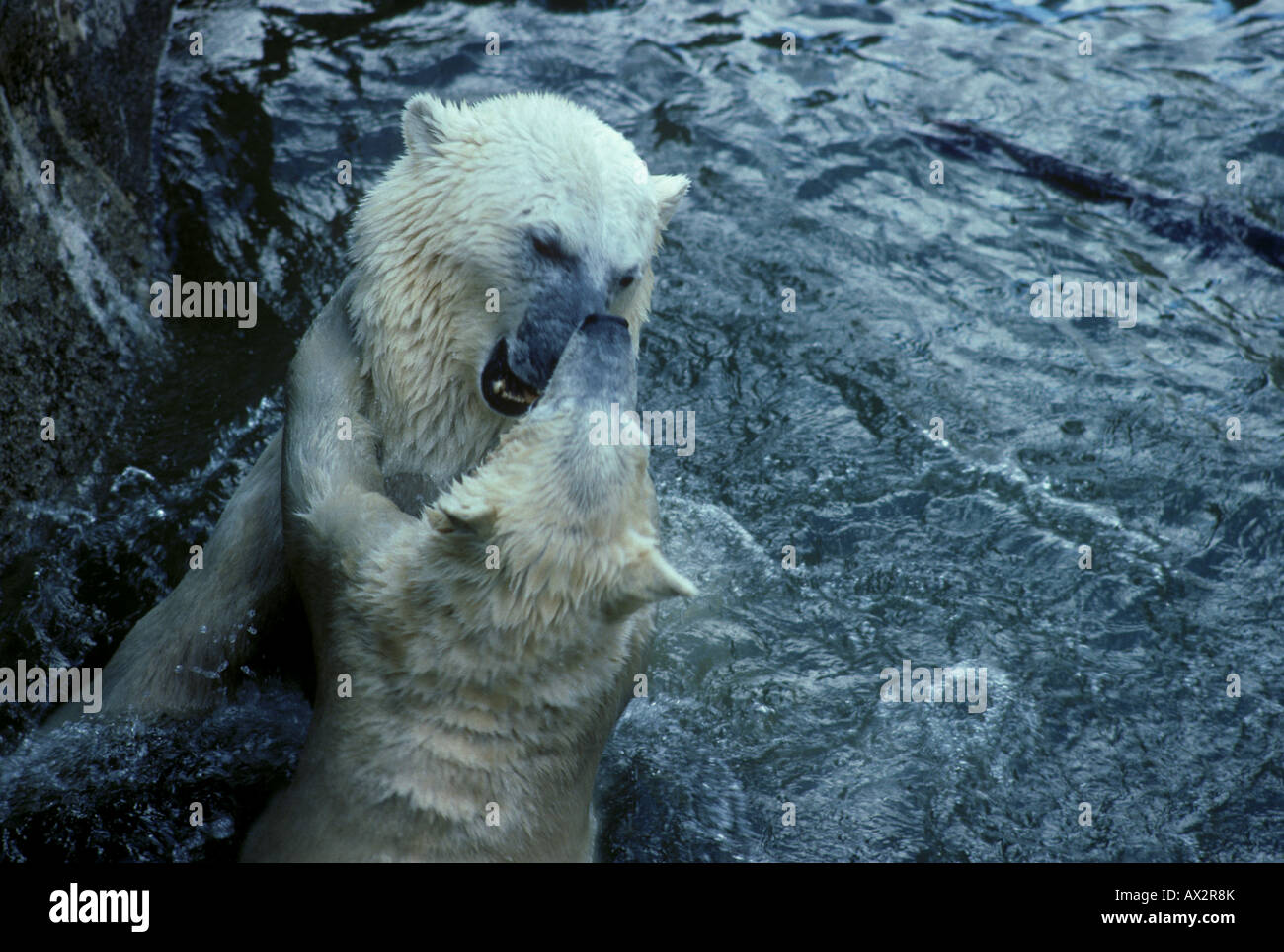 Two polar bears in water at Edinburgh Zoo Stock Photo - Alamy