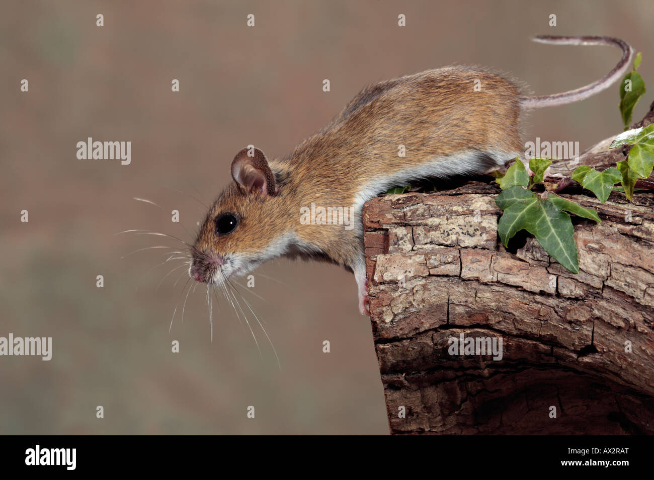 wood mouse Apodemus sylvaticus jumping Potton Bedfordshire Stock Photo ...