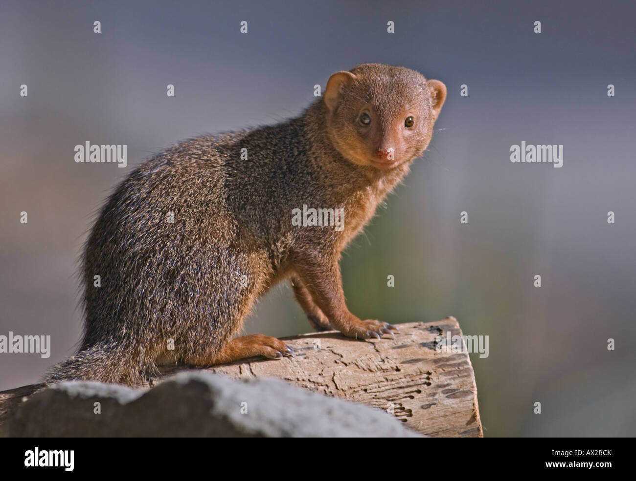 African dwarf mongoose hi-res stock photography and images - Alamy
