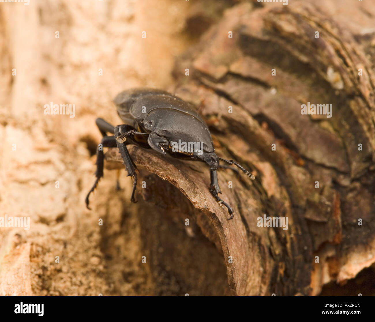 Lesser stag beetle Dorcus parallelopipedus on rotting timber front view ...