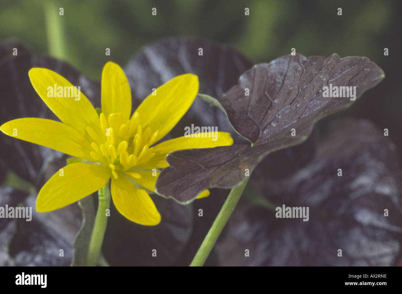 Brazen hussy hi-res stock photography and images - Alamy