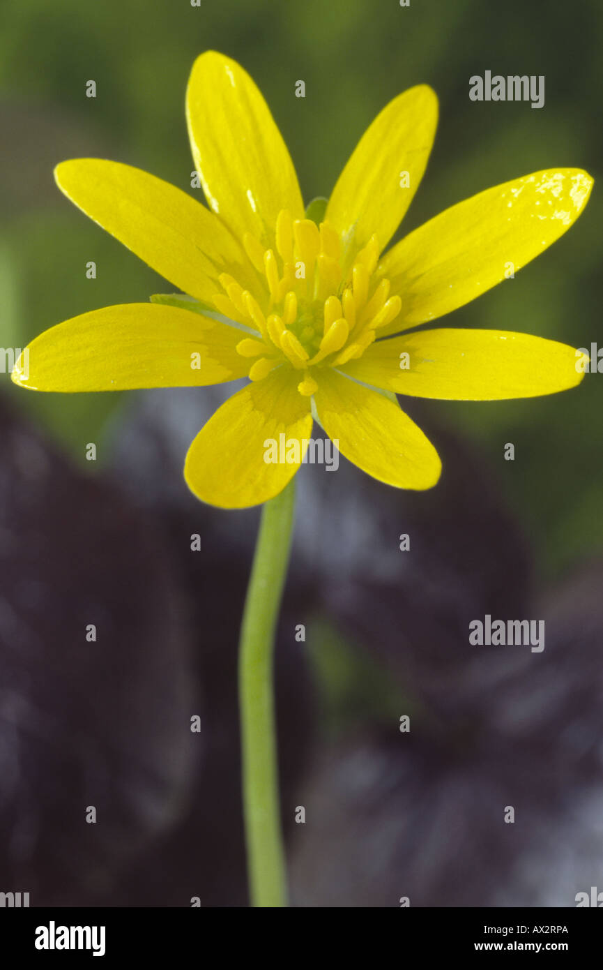 Ranunculus ficaria 'Brazen Hussy' (Lesser celandine. Pilewort) Close up ...