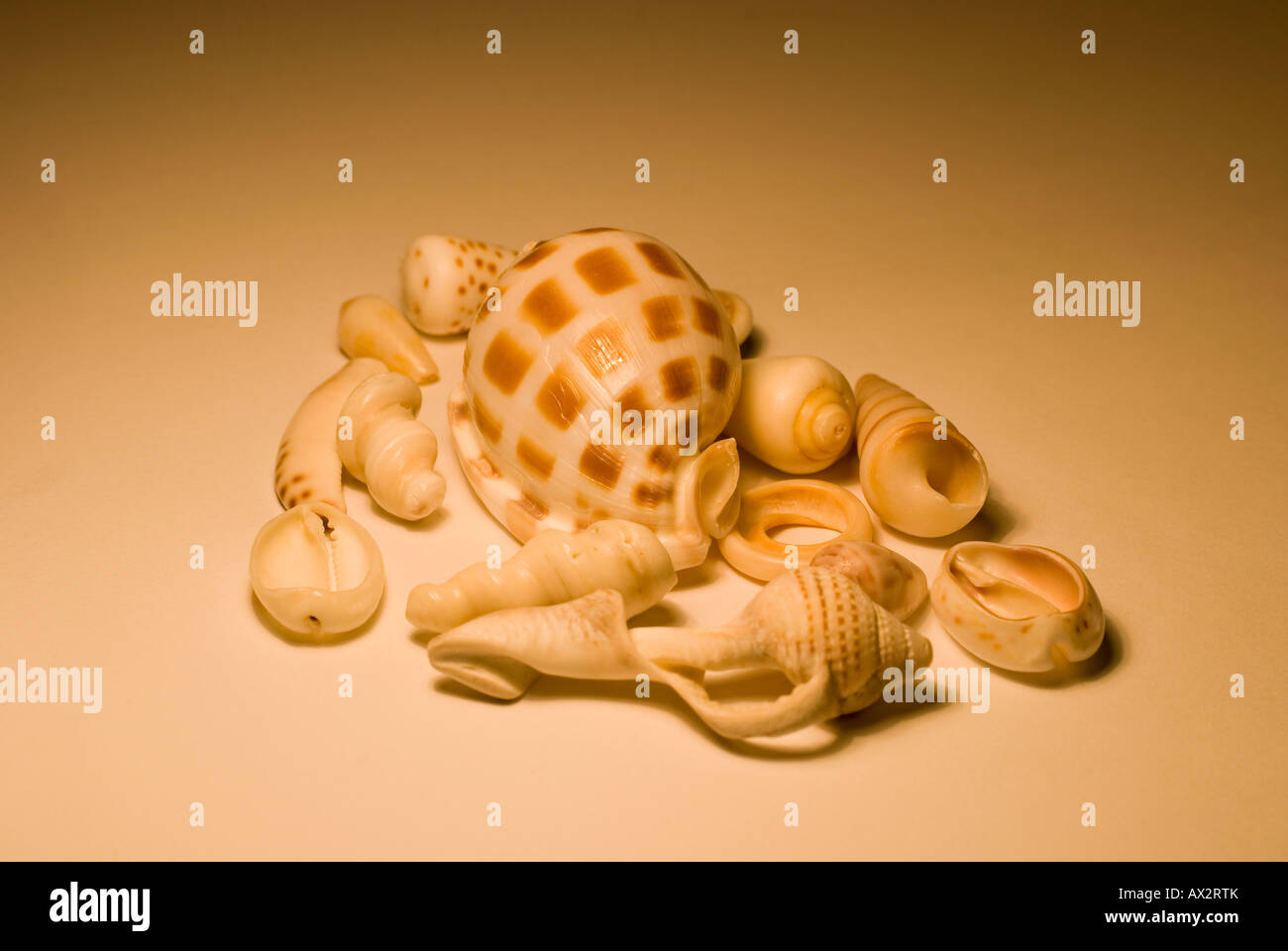 Pile of sea shells hi-res stock photography and images - Alamy