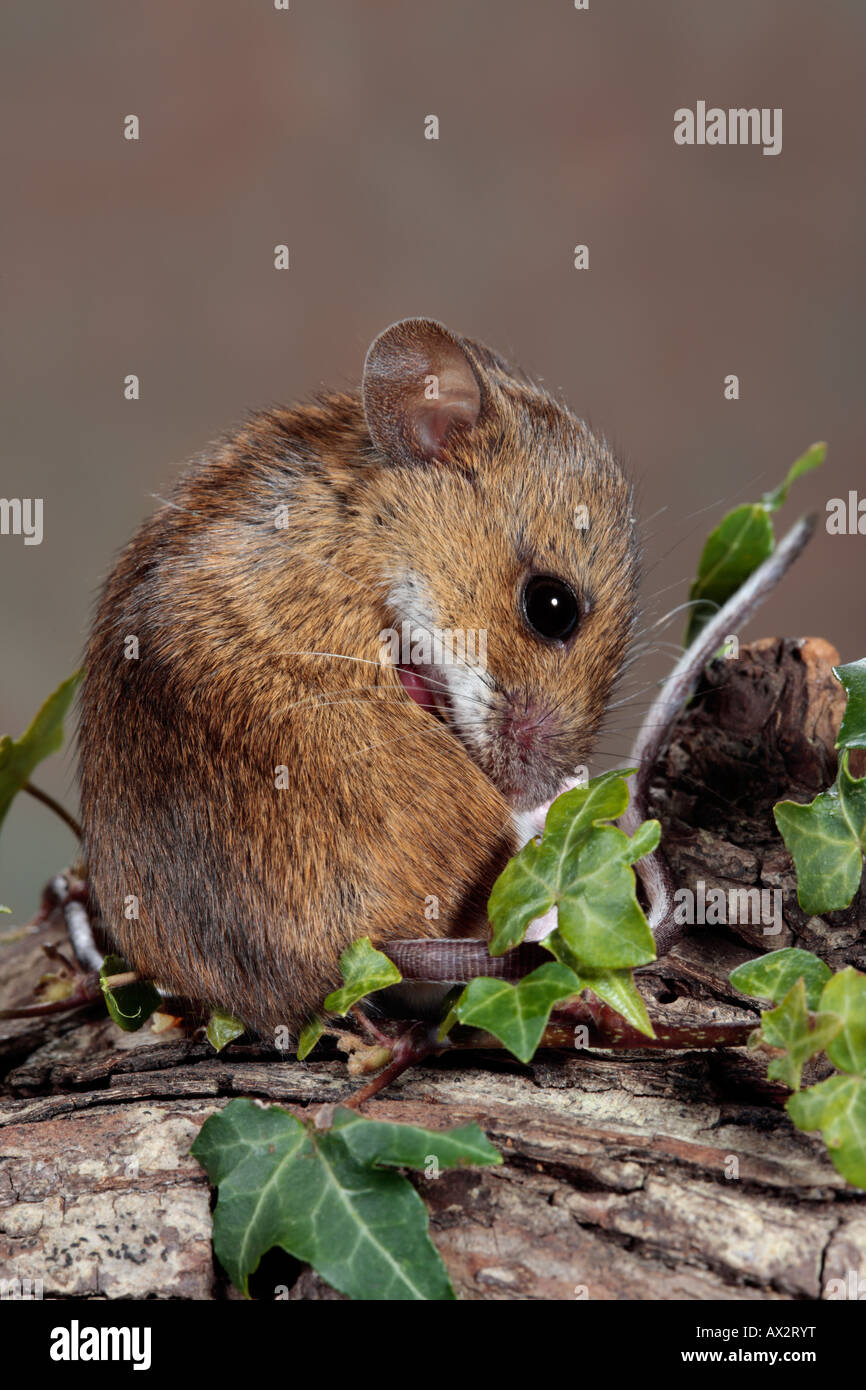 Mouse Washing Stock Photos & Mouse Washing Stock Images - Alamy