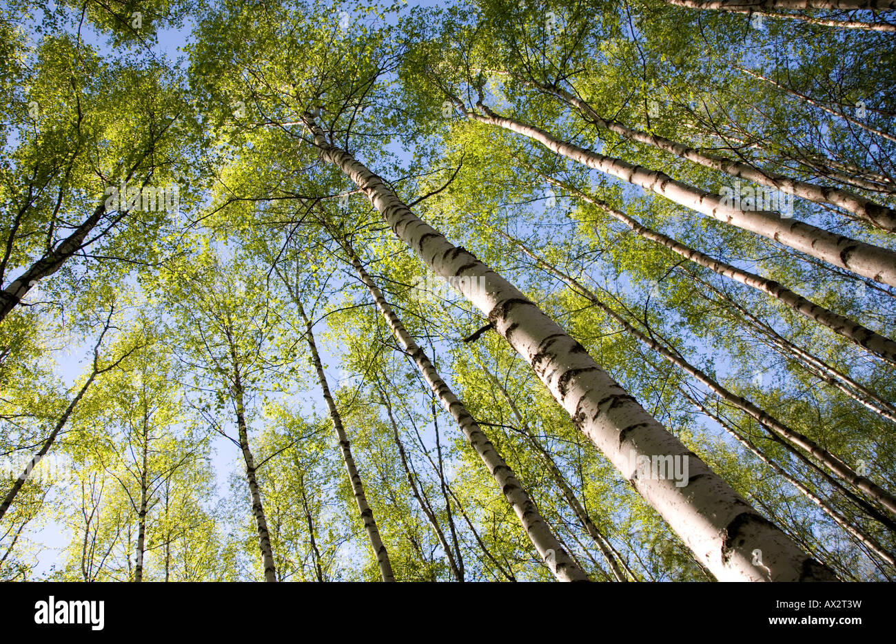 The canopy and foliage of birch ( betula ) trees in forest , Finland ...