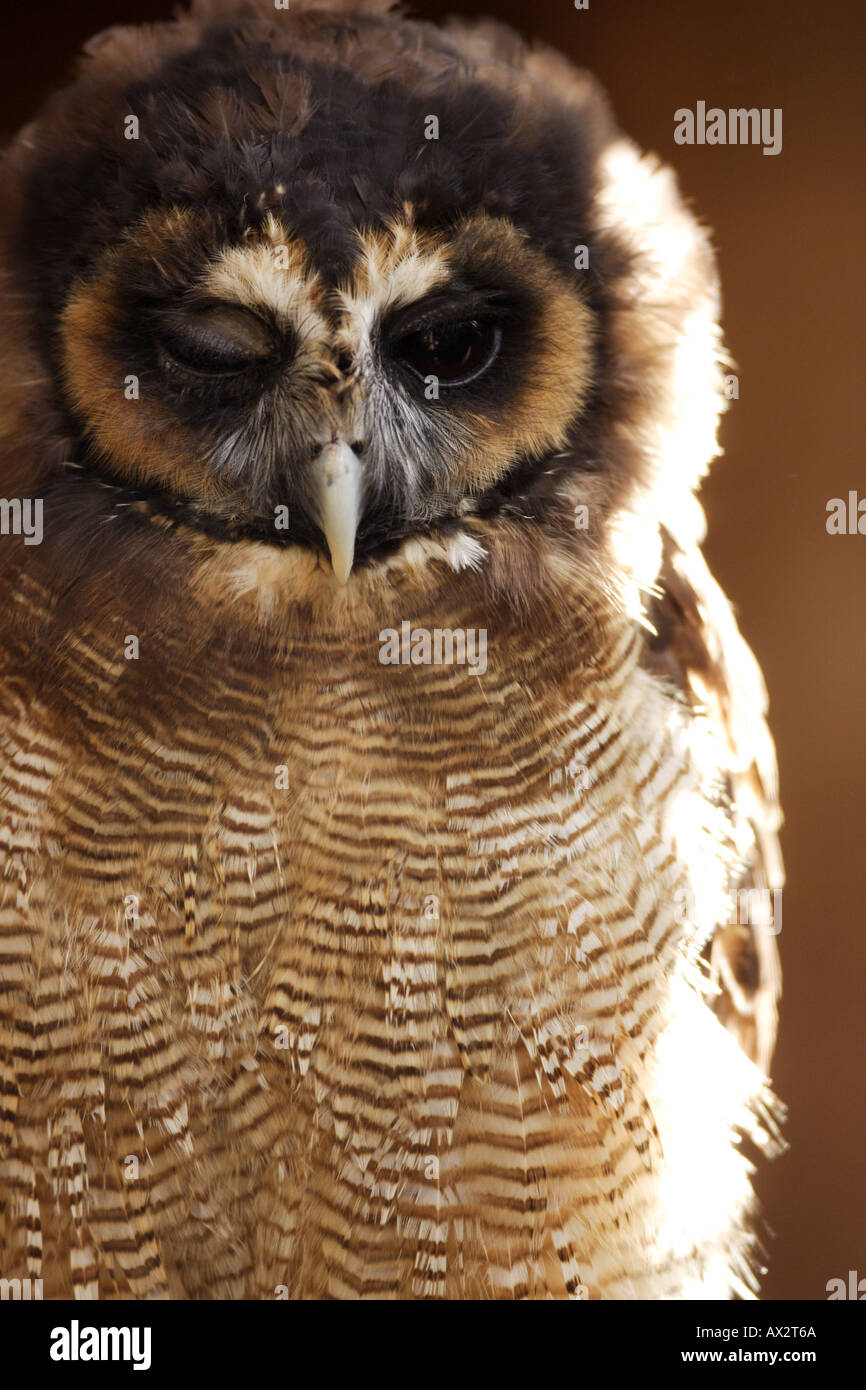 Brown Wood owl strix leptogrammica with one eye open and one eye closed ...