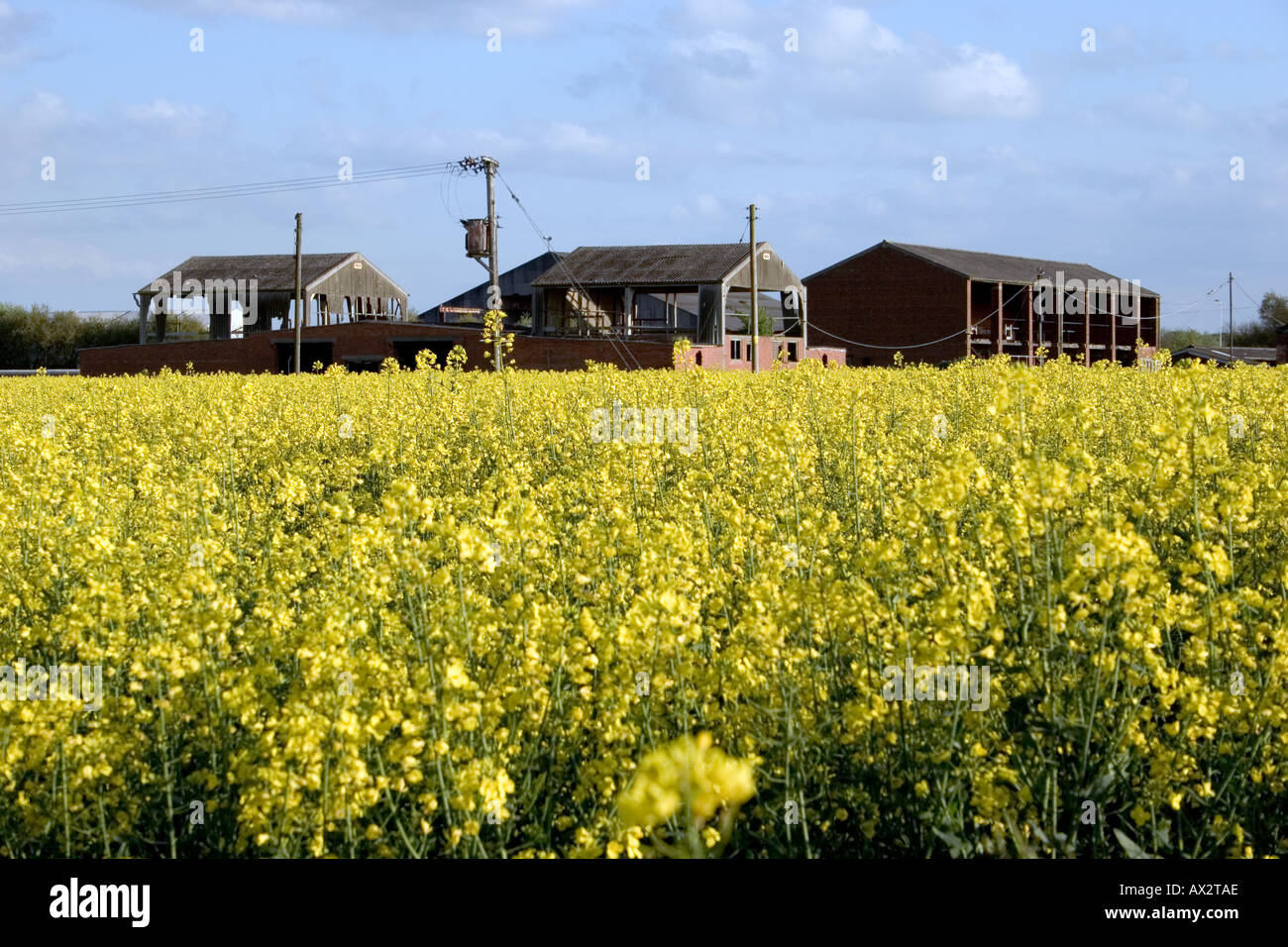 Farm buildings past yellow field Stock Photo - Alamy