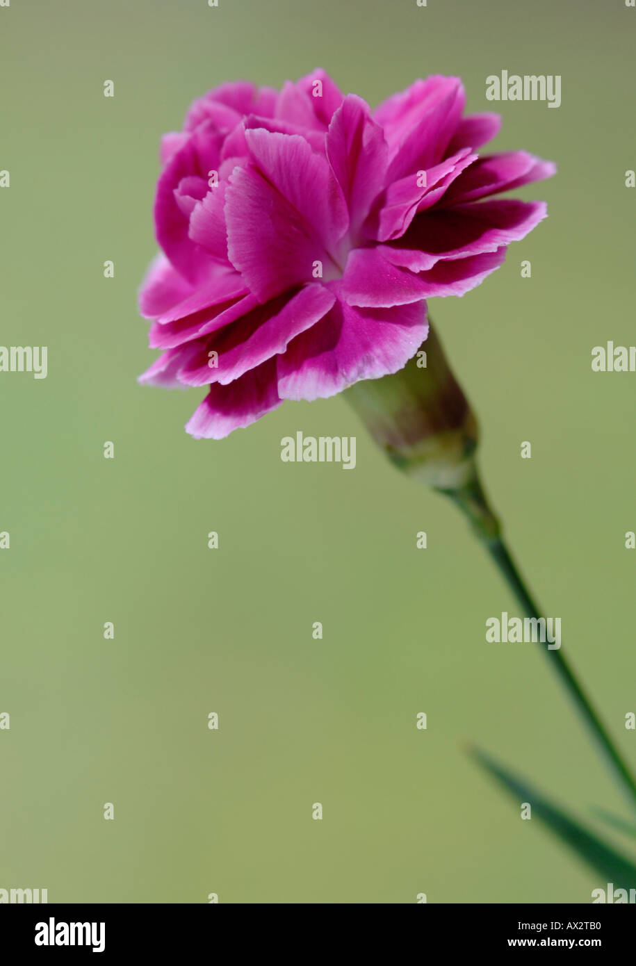 Purple carnation flower Stock Photo - Alamy