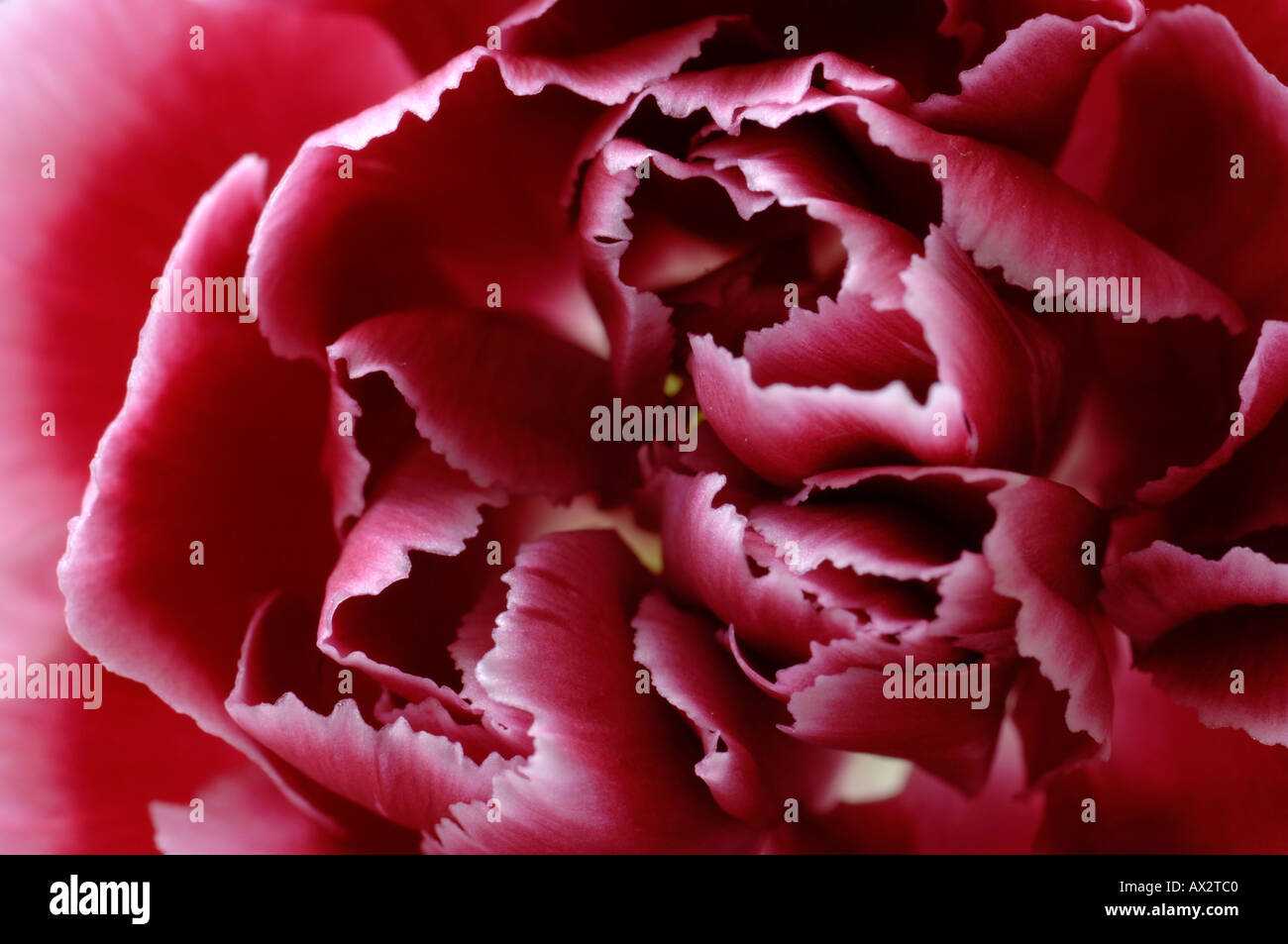 Closeup detail of a purple carnation flower Stock Photo - Alamy