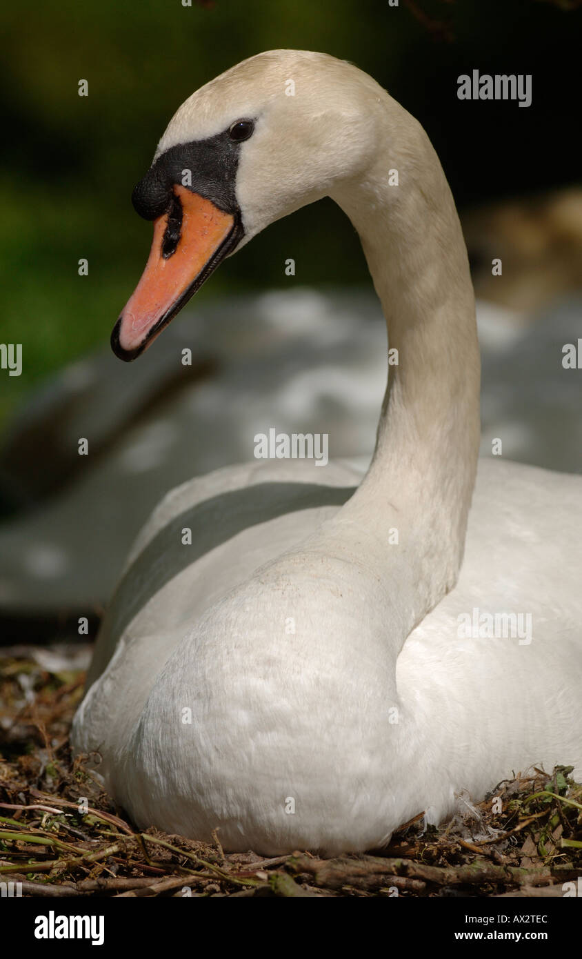 Female mute swan sitting on a nest Stock Photo - Alamy