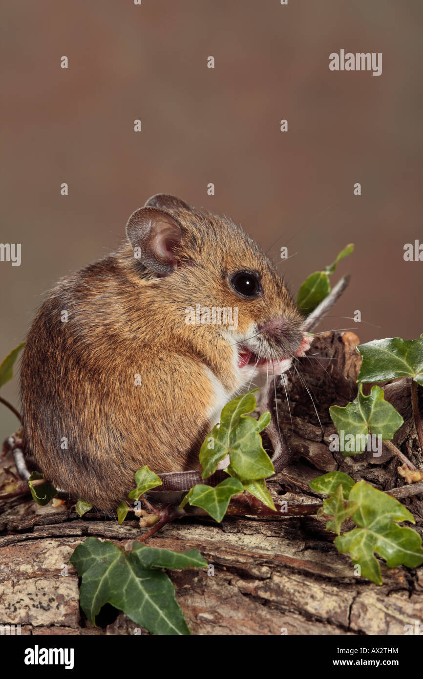 Mouse washing hi-res stock photography and images - Alamy