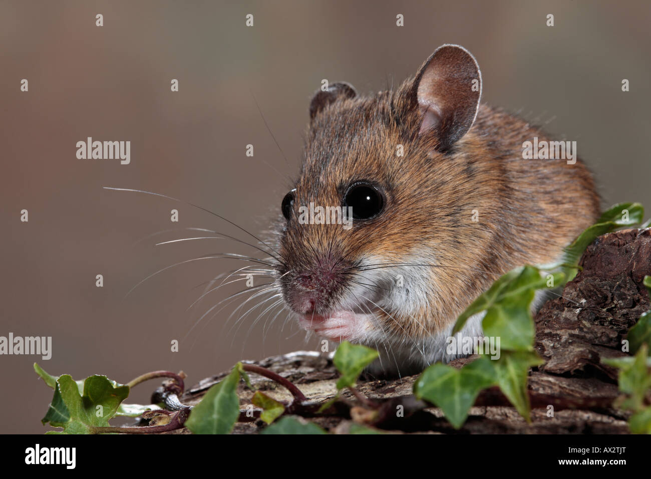 Mouse washing hi-res stock photography and images - Alamy