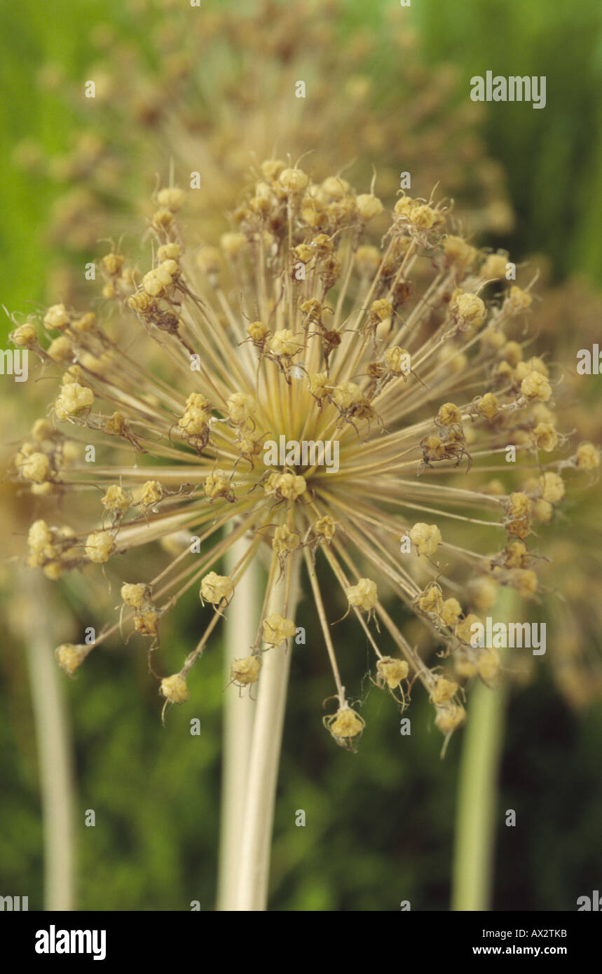 Allium seedhead decoration hi-res stock photography and images - Alamy