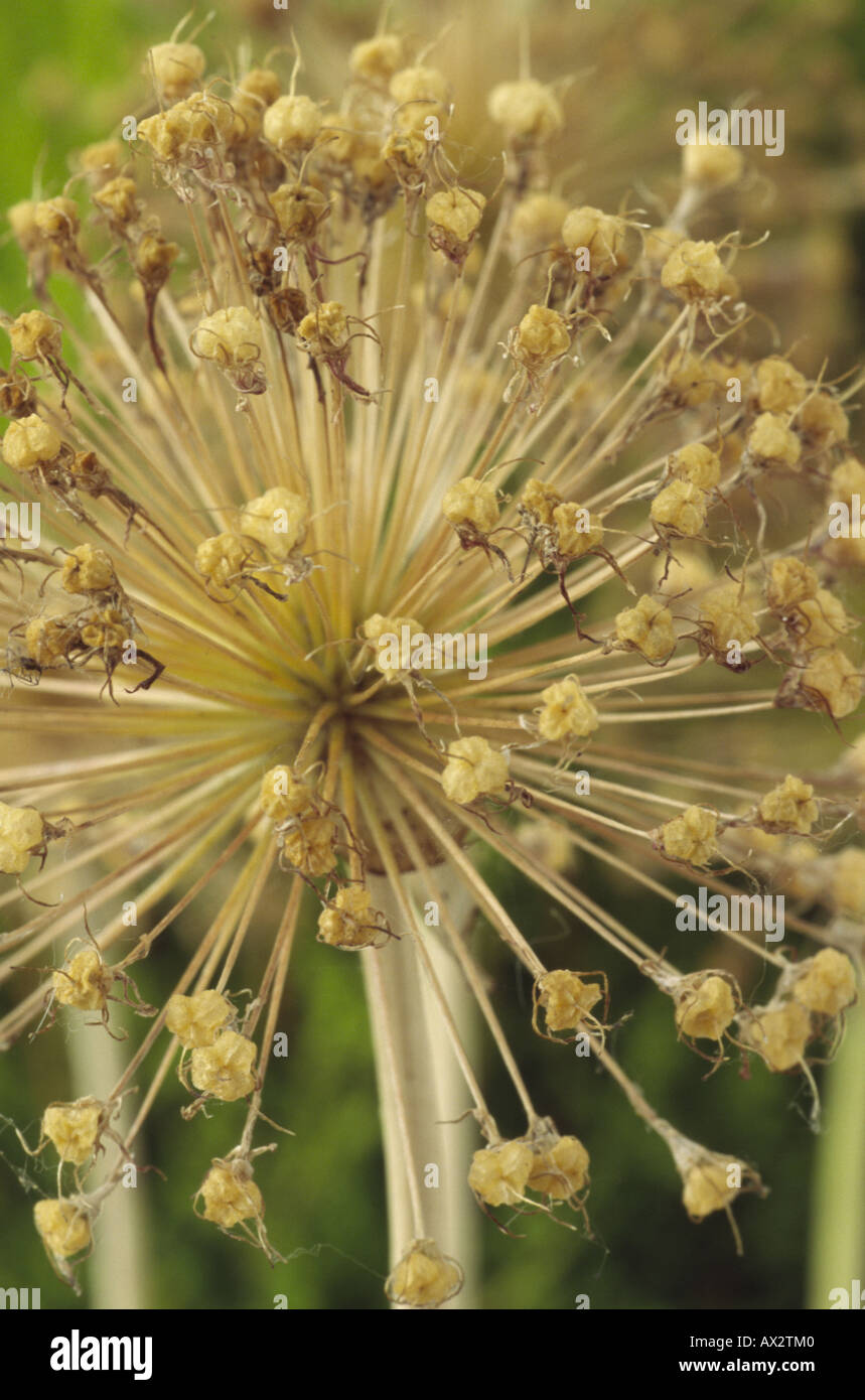 Allium seedhead decoration hi-res stock photography and images - Alamy