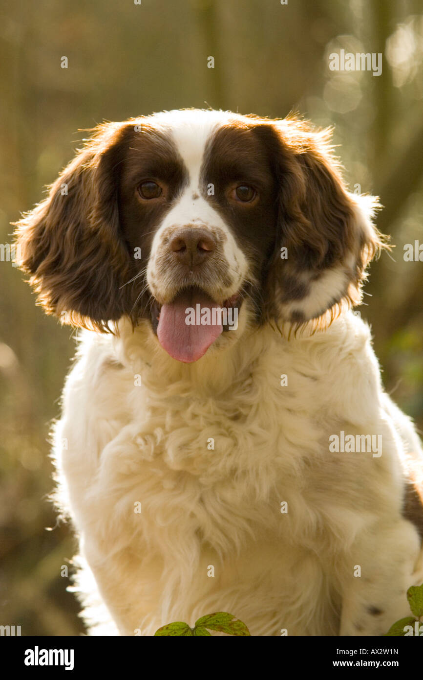 English Springer Spaniel, brown and liver, brown and white, canine, Gun ...