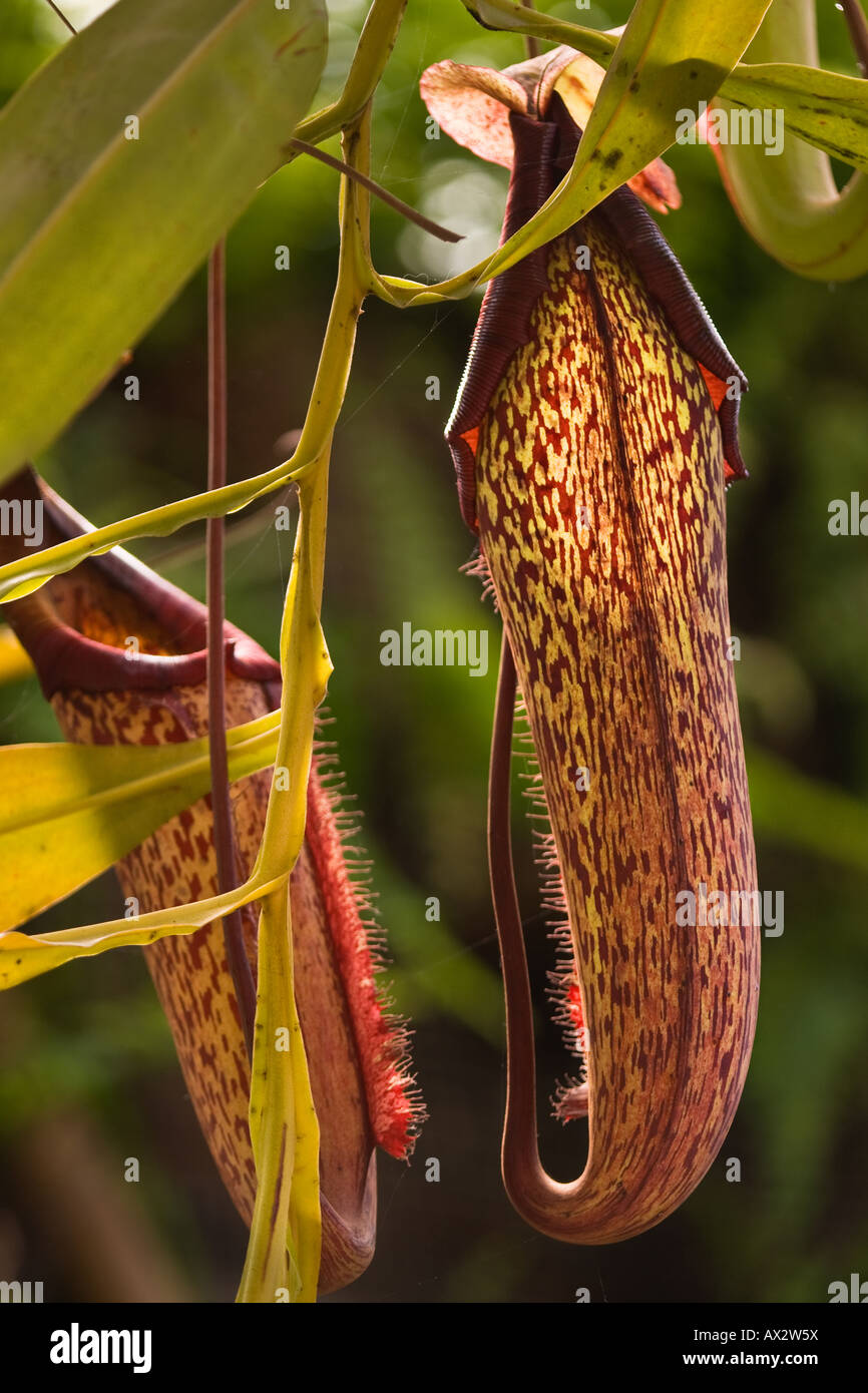 Predatory flower hi-res stock photography and images - Alamy