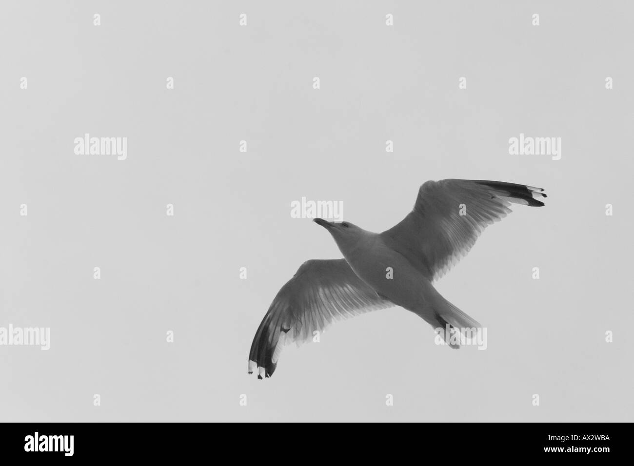 Seagull flying overhead Stock Photo - Alamy