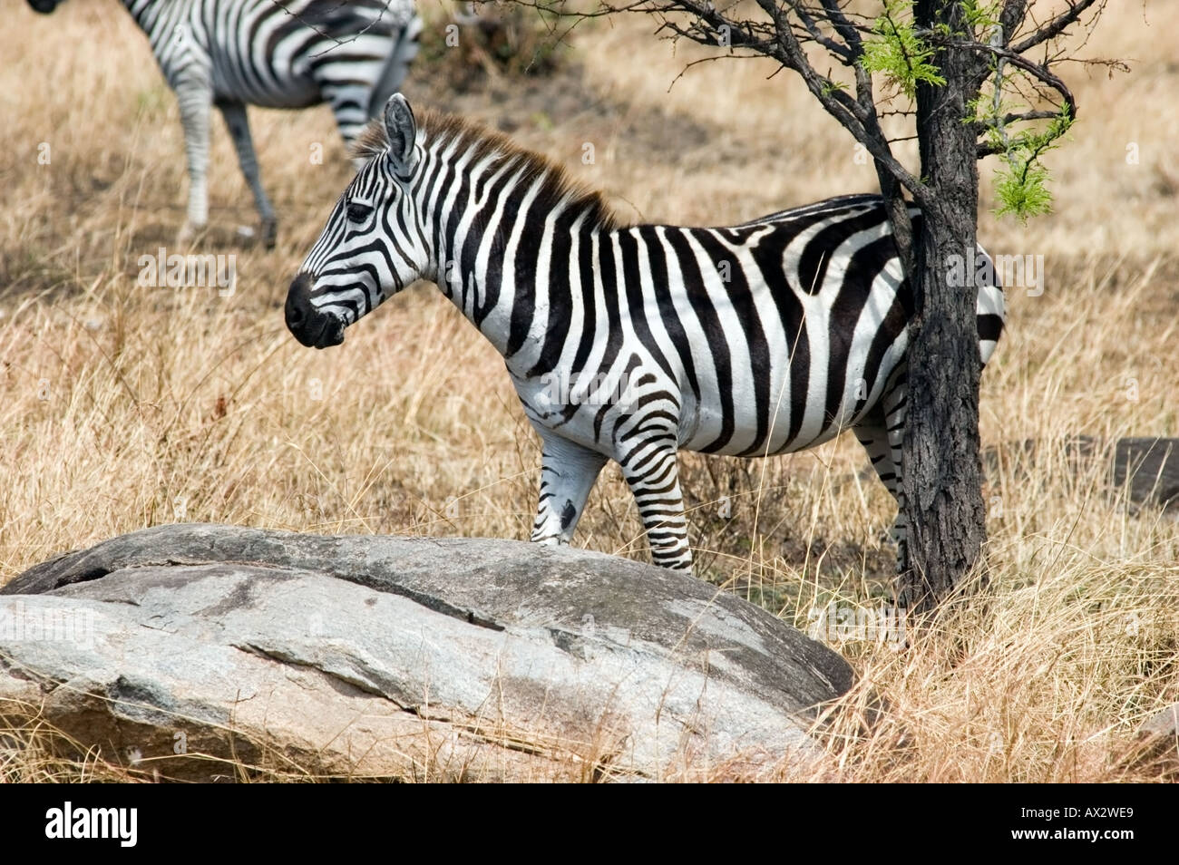 Zebra, equus quagga, graze in the Lobo valley, Serengeti National Park ...