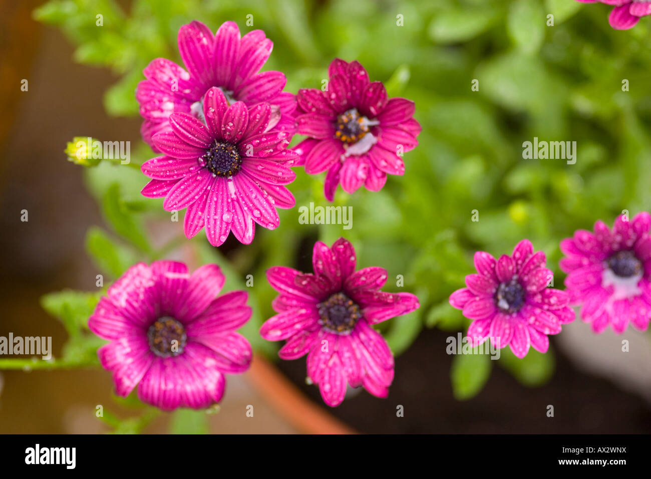 Geranium pink flower Stock Photo - Alamy