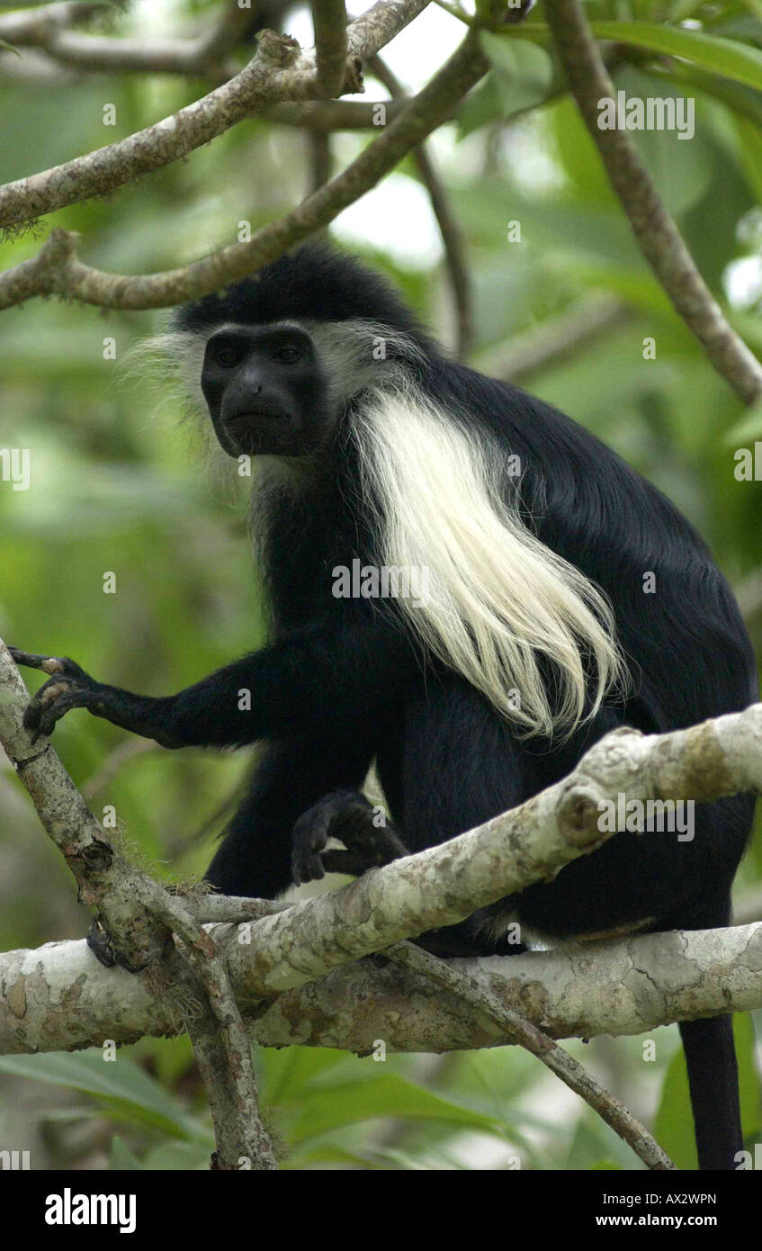 Colobus hi-res stock photography and images - Alamy