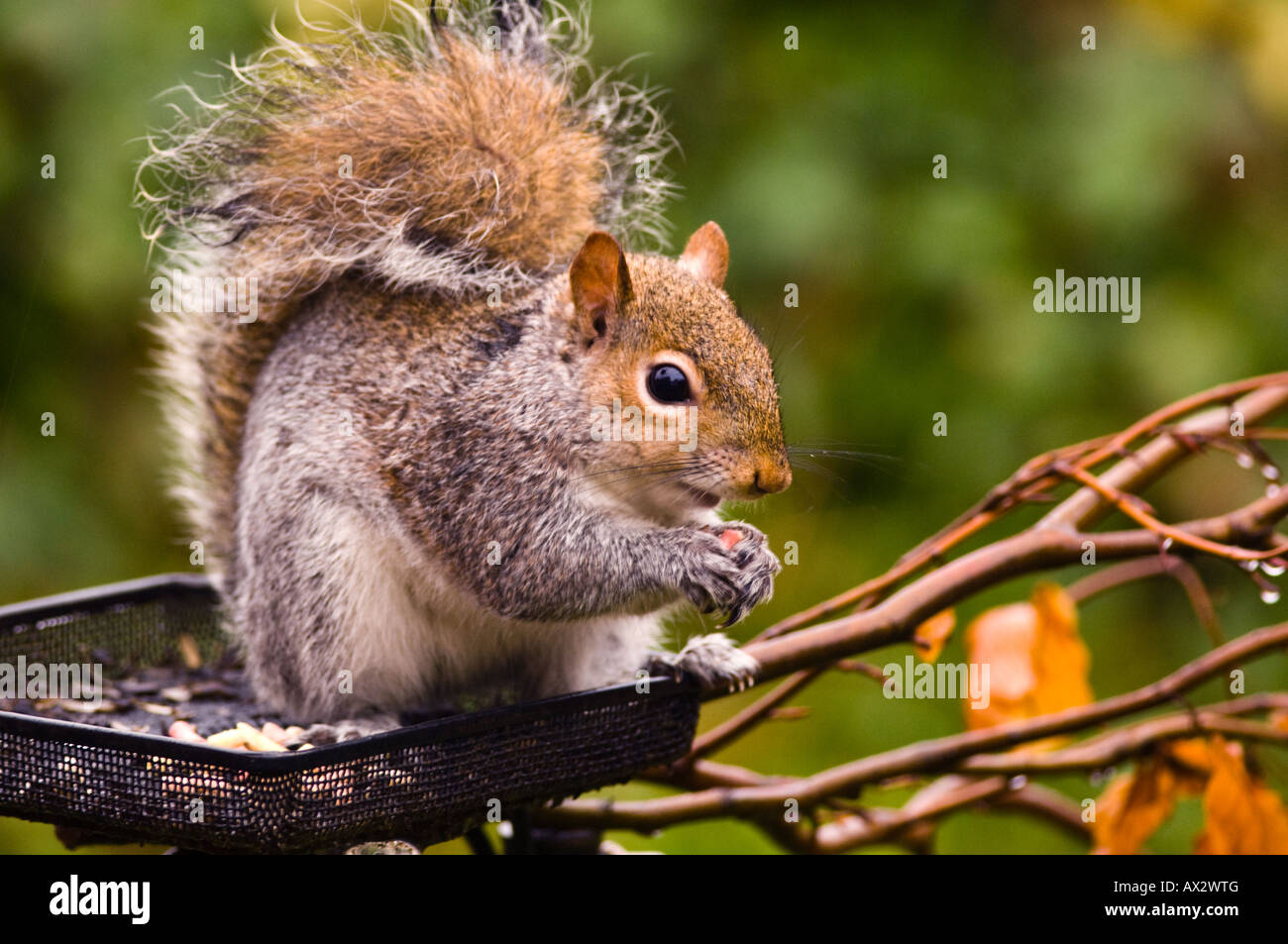 Squirel bird hi-res stock photography and images - Alamy