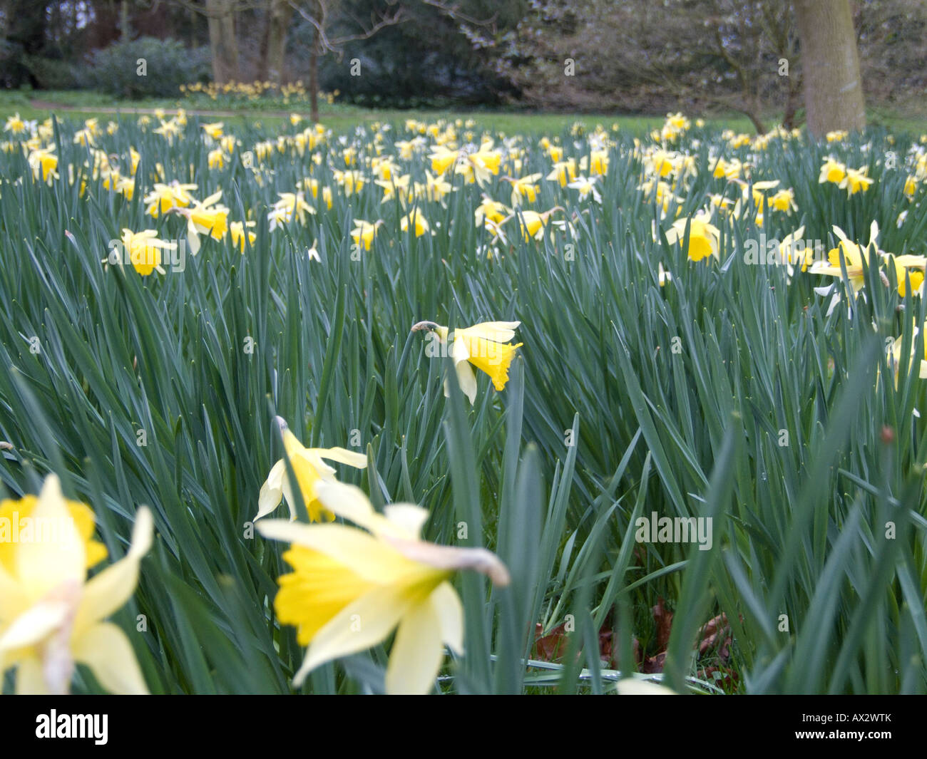 Field of Daffodils Stock Photo - Alamy