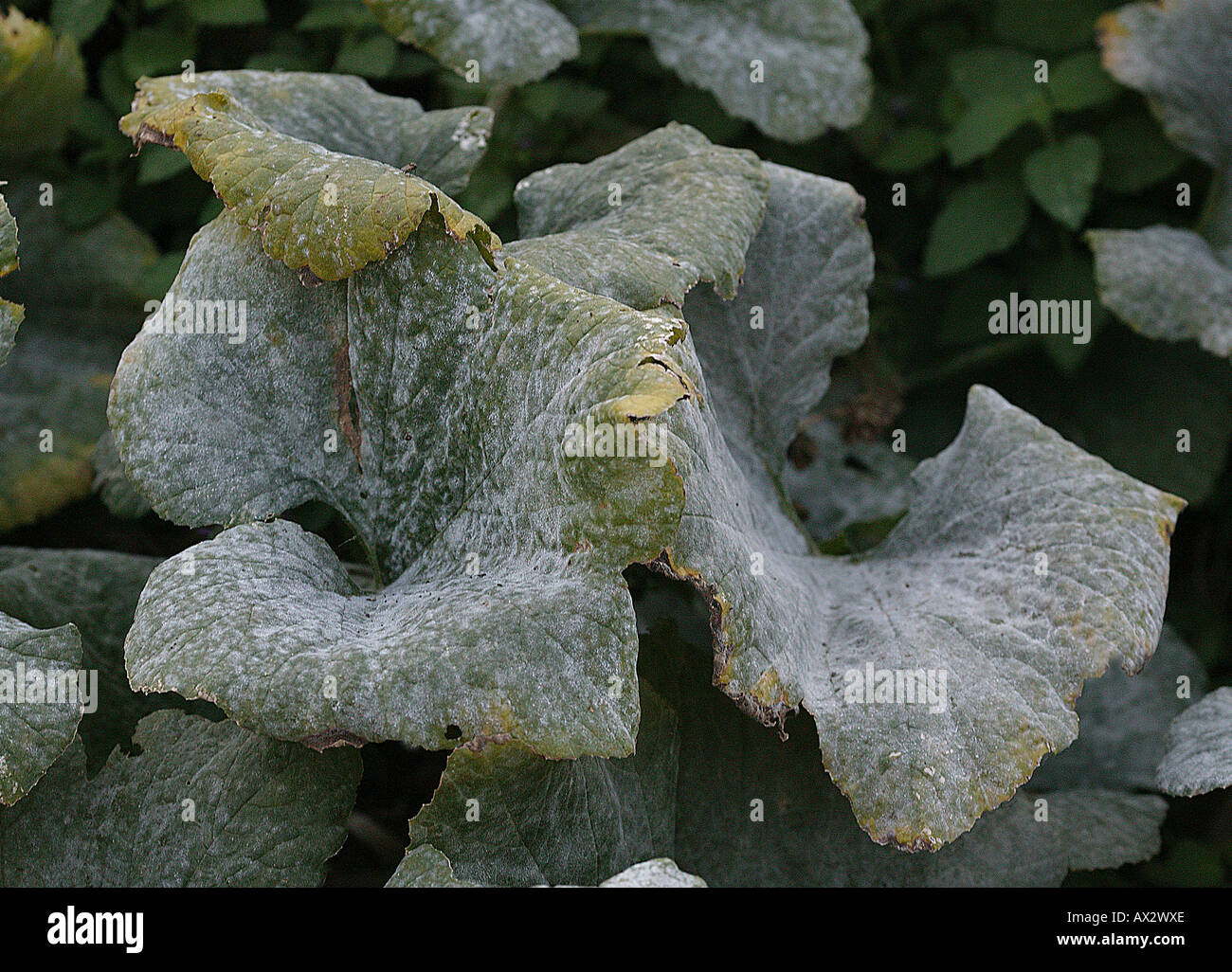 Spooky structure hi-res stock photography and images - Alamy