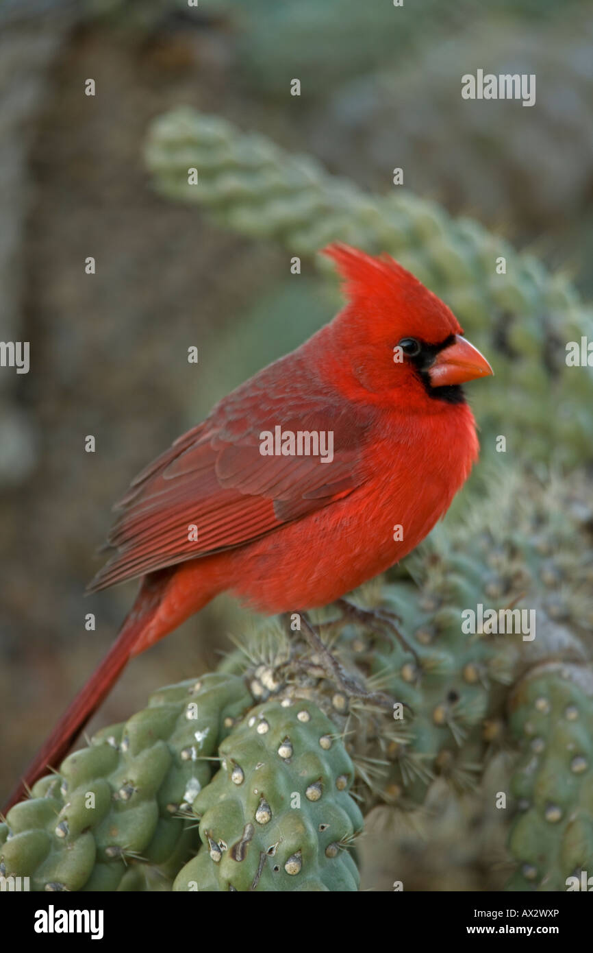 Northern Cardinal Portrait [Cardinalis cardinalis] Arizona - USA - Male ...