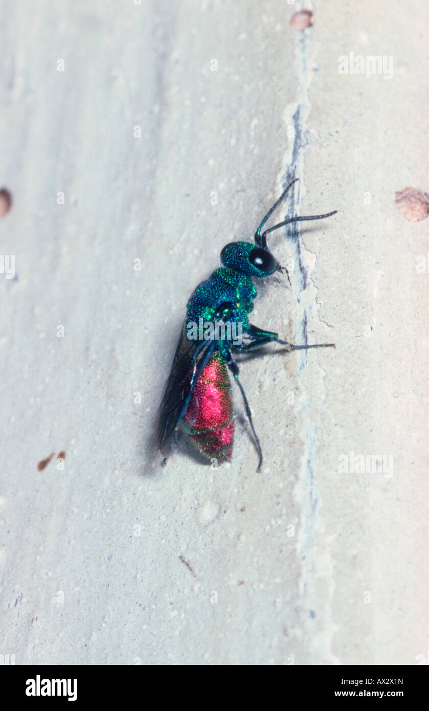 Ruby-tailed Wasp, Chrysis ignita Stock Photo - Alamy
