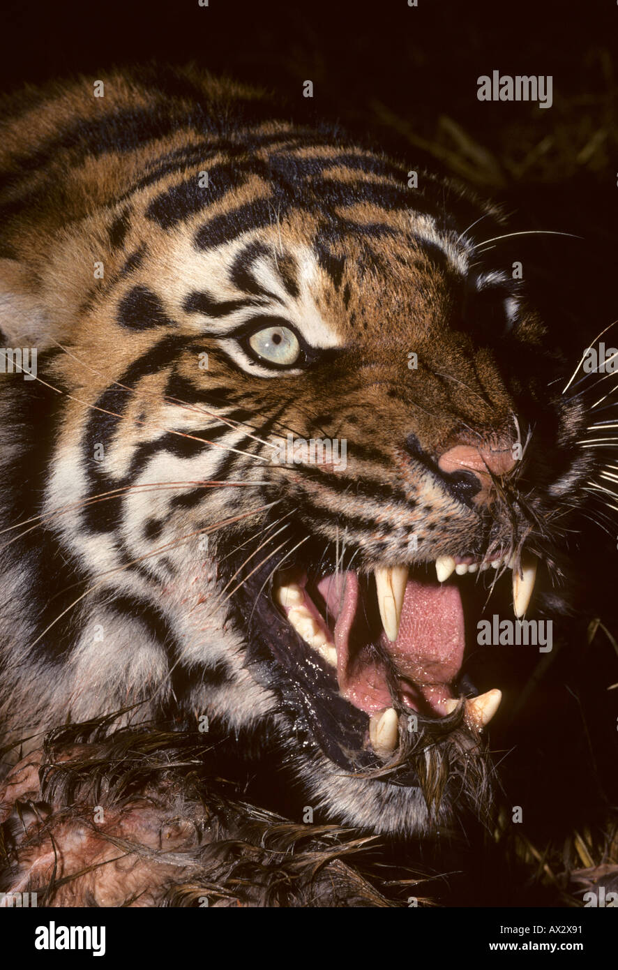 Indian tiger (Panthera tigris tigris) Captive, Port Lympne Wild Animal ...